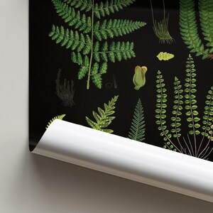 Vintage Fern Illustrations Poster, Ferns and Fern Allies of Yorkshire ...