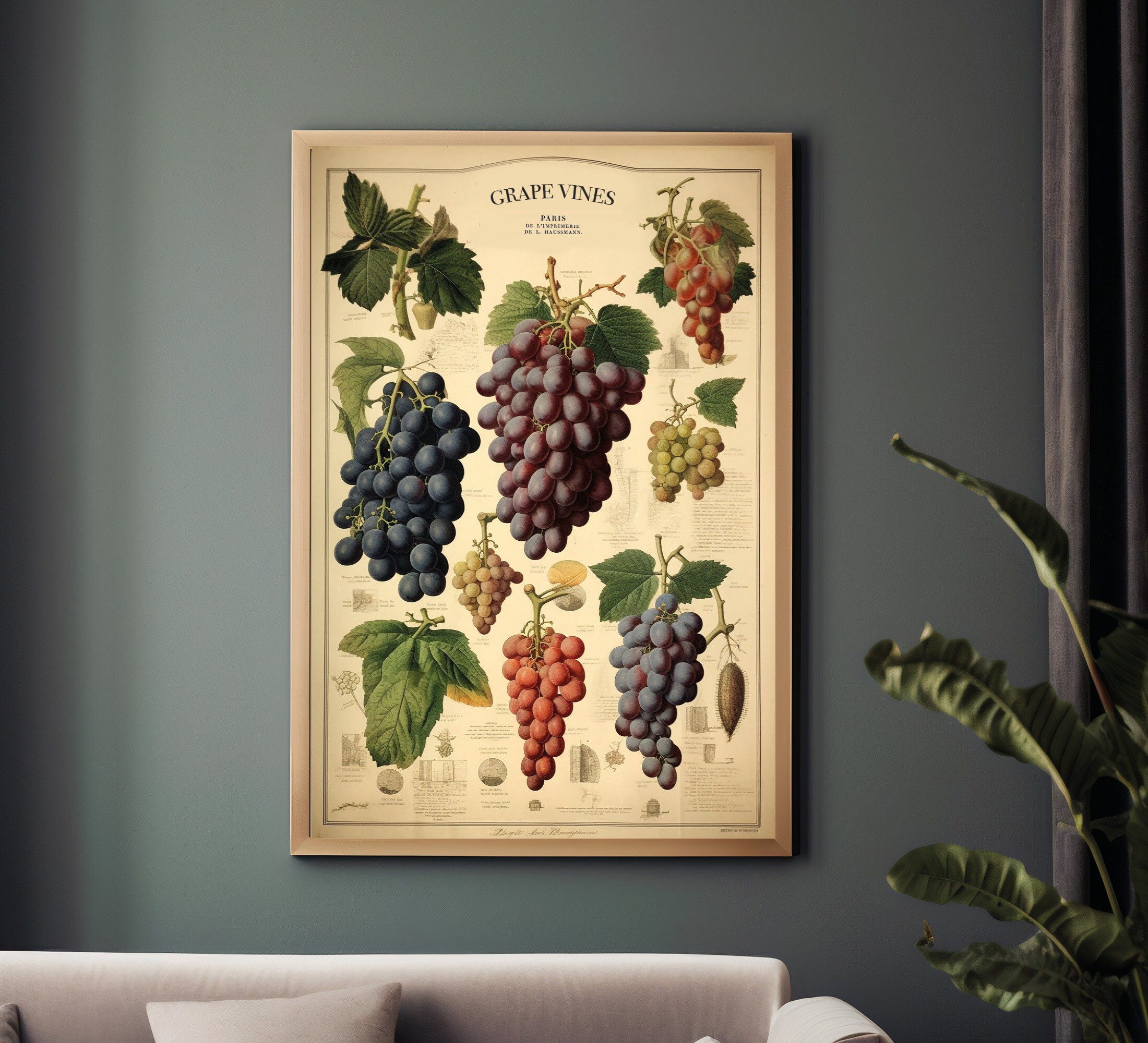 Vintage Grapes Print, Wine Chart Poster, Botanical Book Plate Decor ...