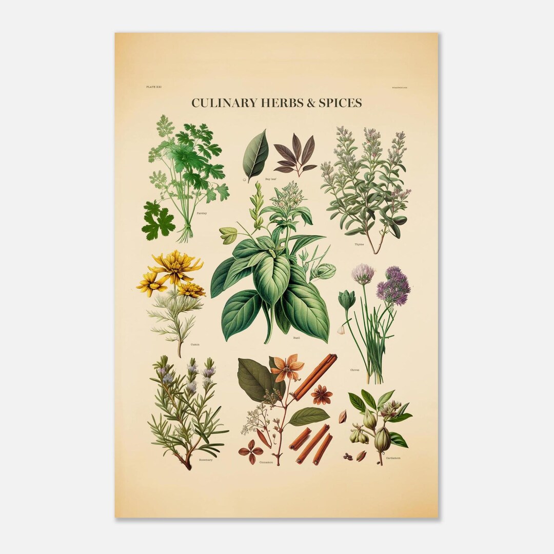 Culinary Herbs and Spices Poster - Etsy