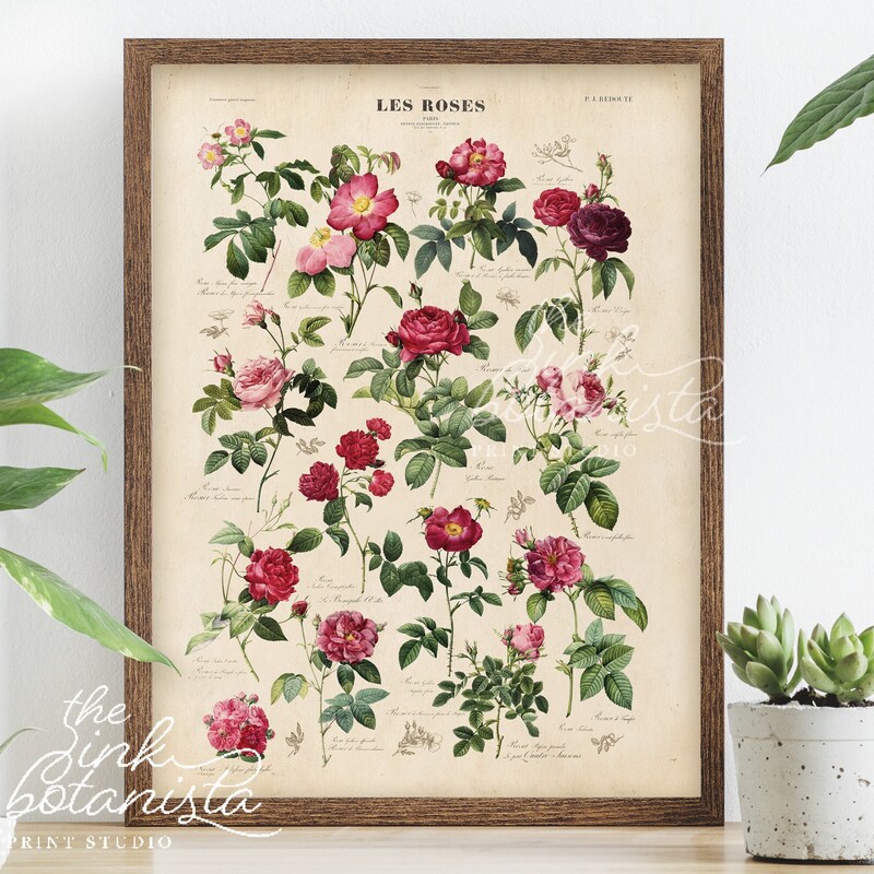 Botanical Rose Print - Etsy