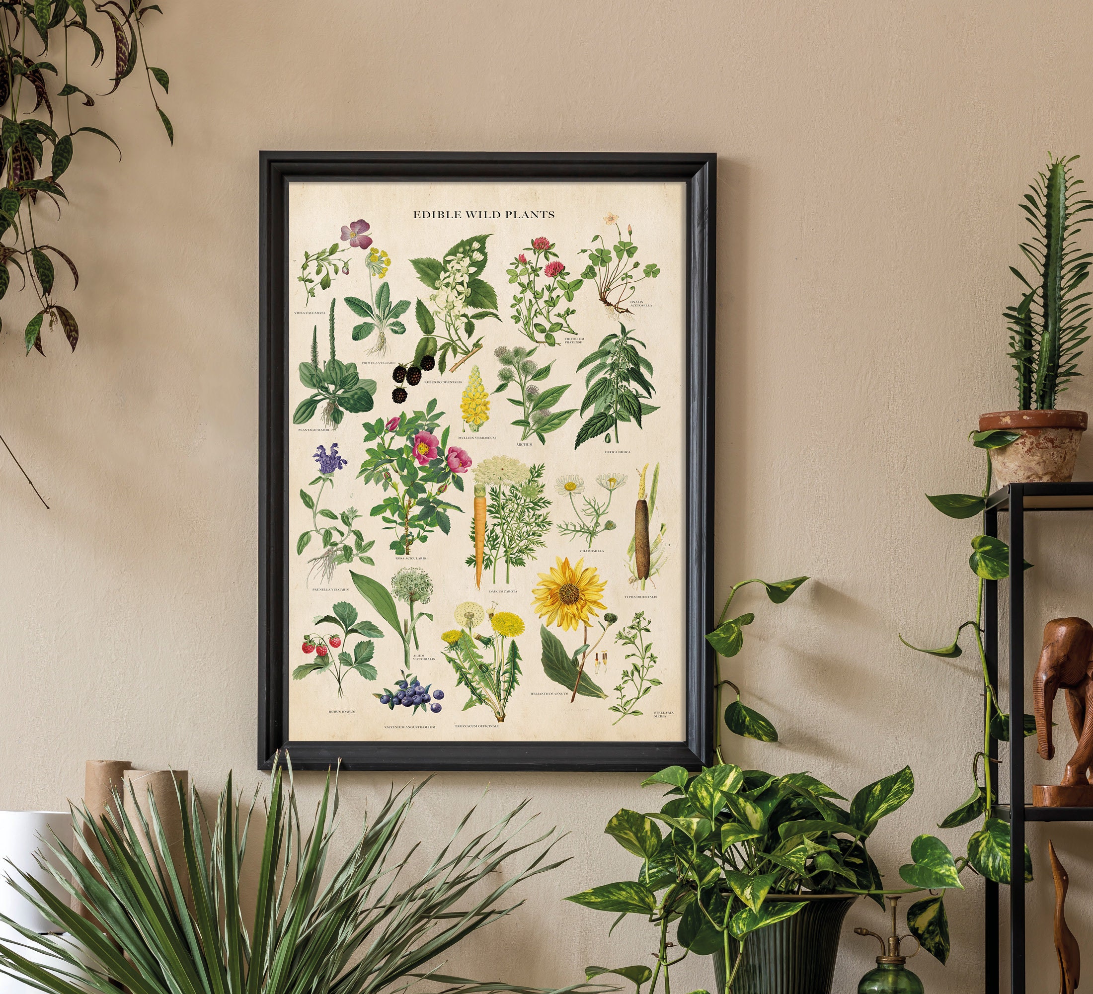 Edible Plants Print, Herbs Chart Poster, Medical Plant Types Print ...