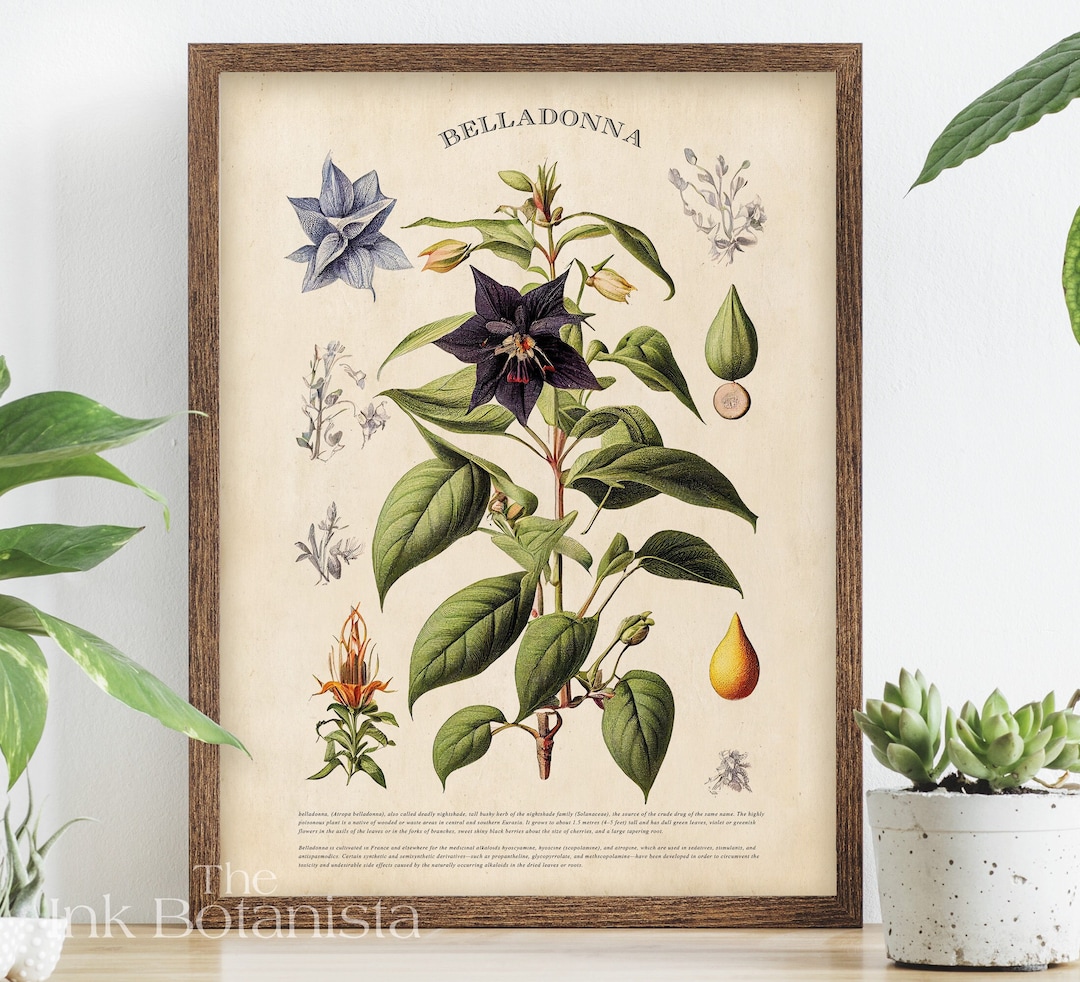 Vintage Belladonna Print, Nightshade Poster, Botanical Poster ...