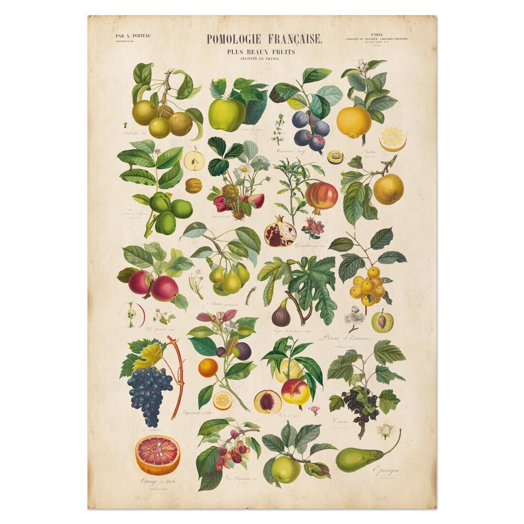 Vintage French Fruit Chart Print: Botanical Kitchen Wall Art - Etsy