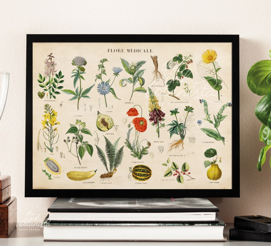 Medicinal Plants Print, Herbs Chart Poster, Medical Plant Types Print ...