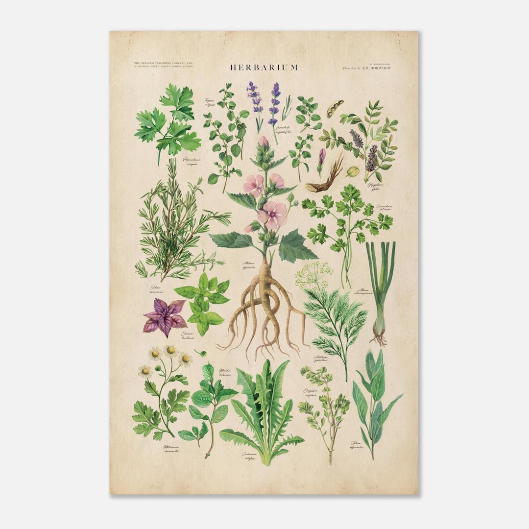 Medicinal Herbs Poster - Etsy
