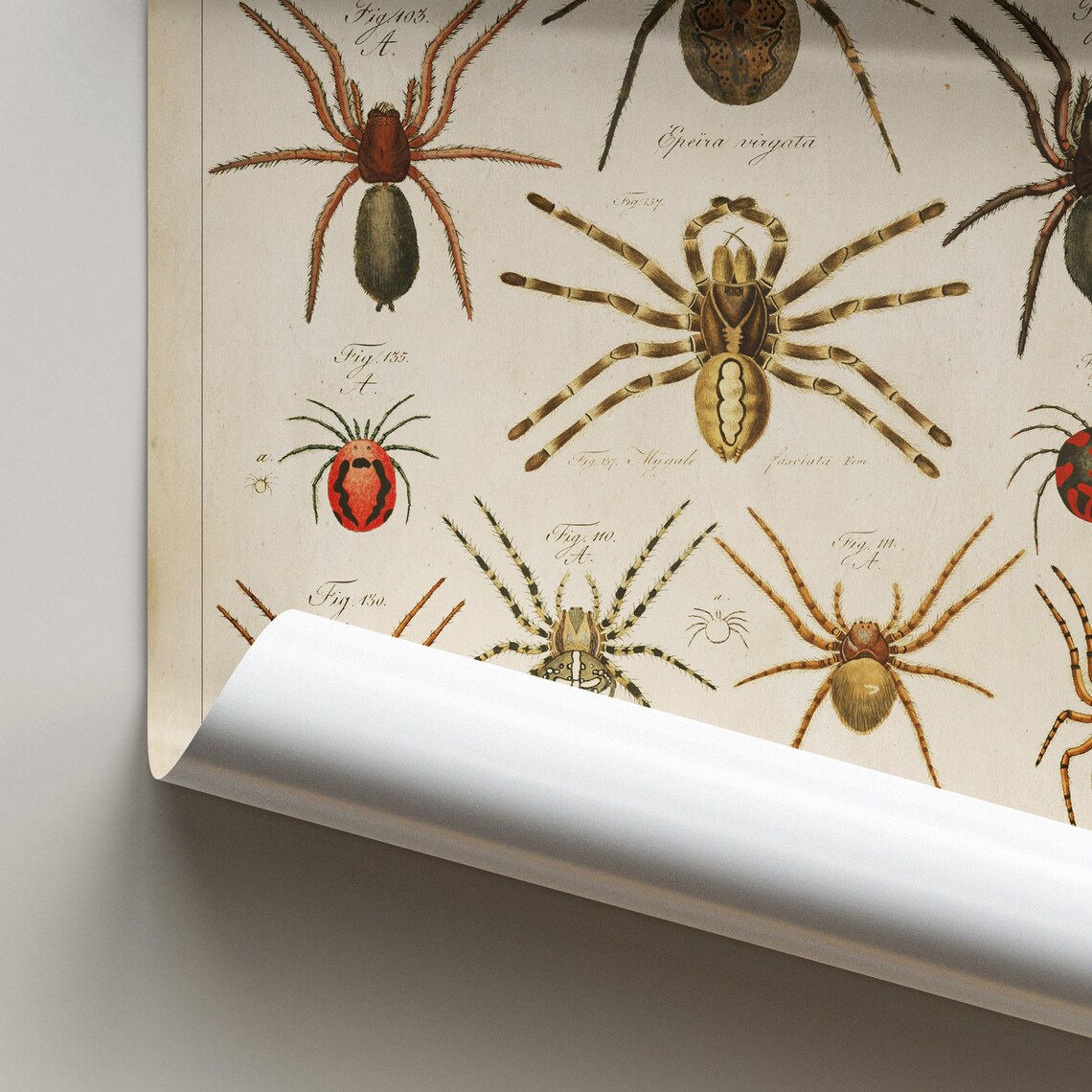 Vintage Arachnids Chart – Antique Spider Poster - Etsy