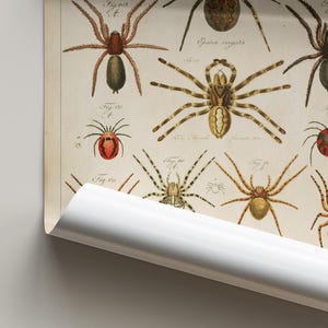 Vintage Arachnids Chart – Antique Spider Poster - Etsy