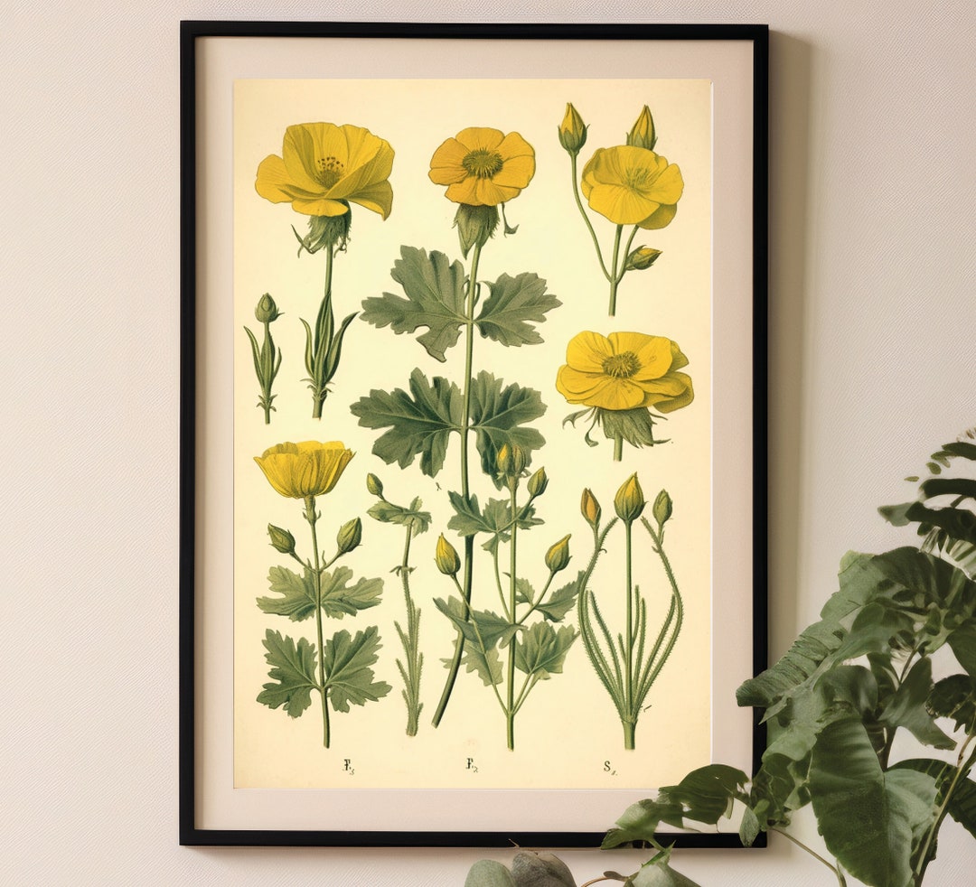Vintage Buttercup Print, Kitchen Chart Poster, Botanical Book Plate ...