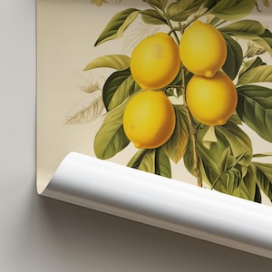 Citrus Limon Vintage Botanical Chart Print - Lemon Tree With Fruit Wall ...