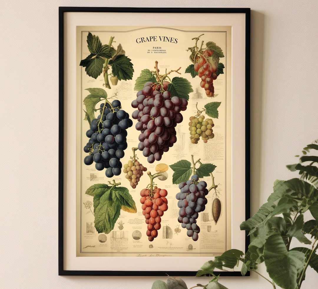 Vintage Grapes Print, Wine Chart Poster, Botanical Book Plate Decor ...