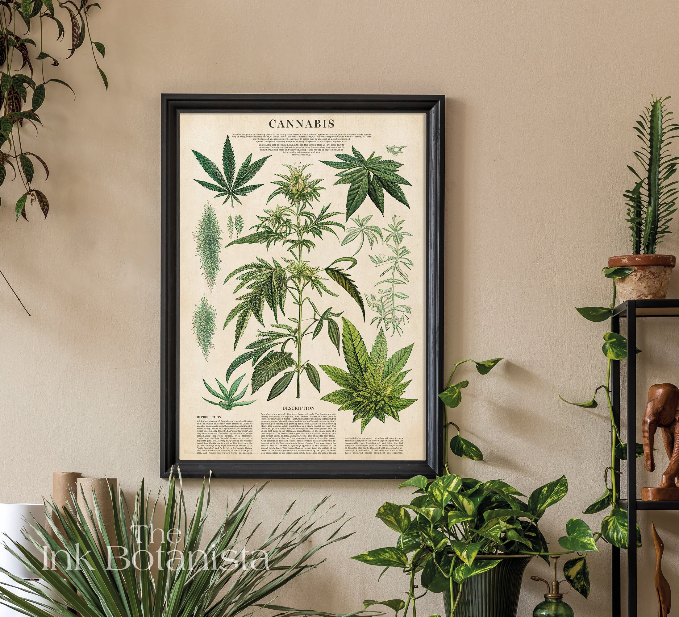 Cannabis Chart Print, Hemp Plant Print, Vintage Botanical Herb Poster ...