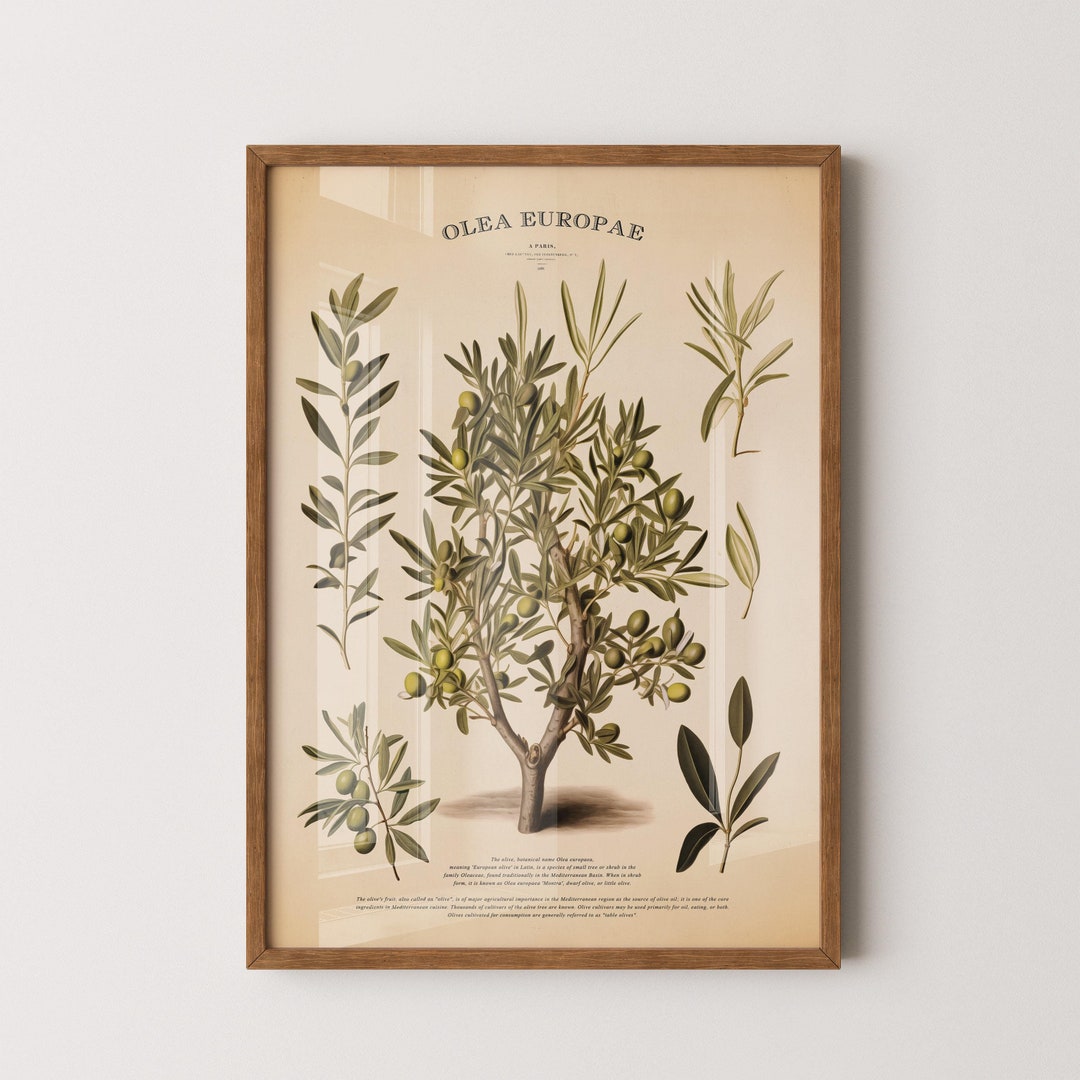 Vintage Olive Print, Rustic Kitchen Decor Wall Art - Etsy