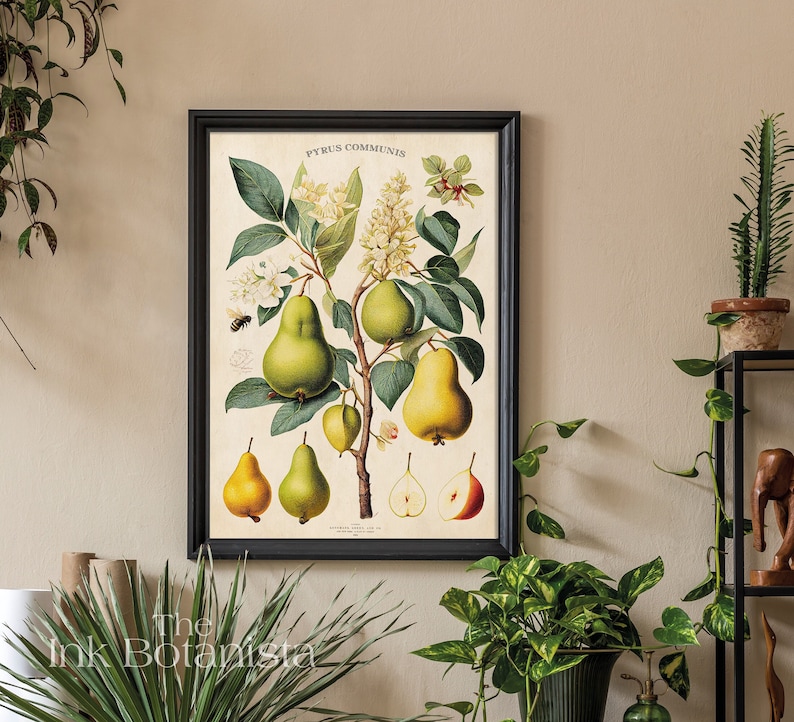Vintage Pear Print, Fruit Poster, Botanical Poster, Kitchen Wall Art ...
