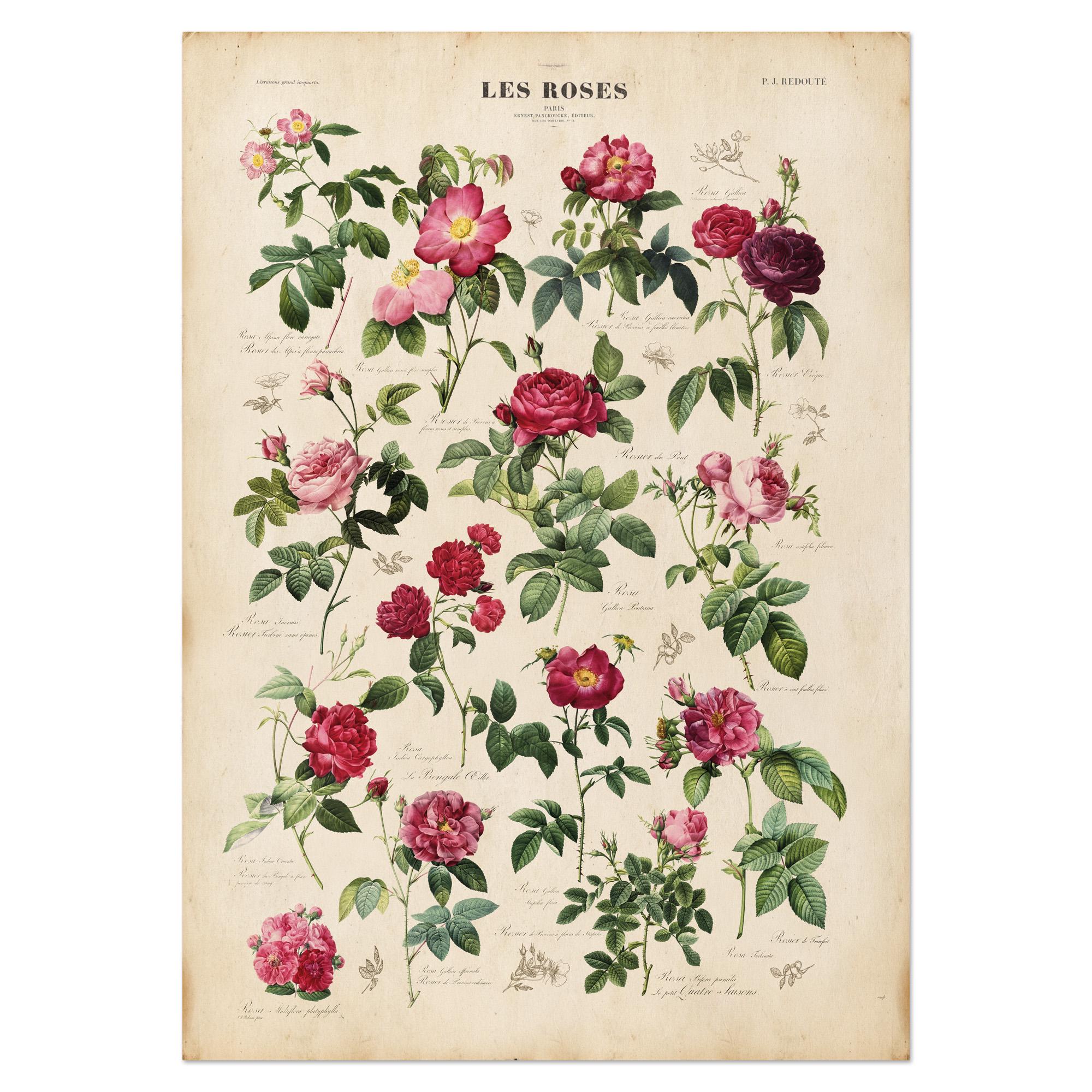 Vintage Rose Chart Print: French Botanical Illustration - Etsy