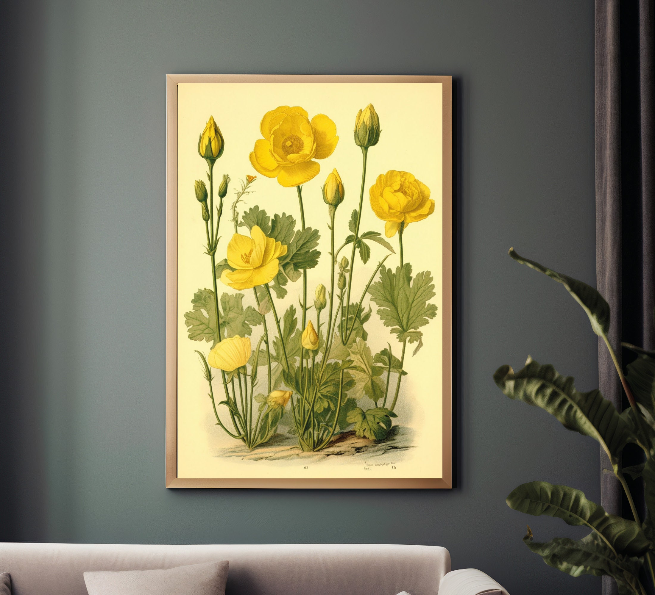 Vintage Buttercup Print, Kitchen Chart Poster, Botanical Book Plate ...