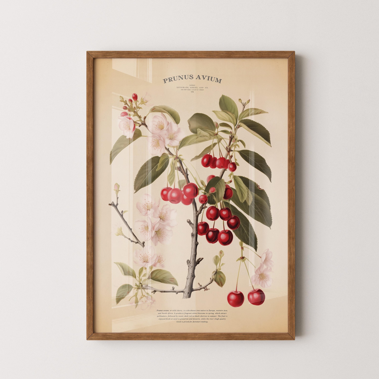 Vintage Cherry Print, Botanical Poster for Kitchen - Etsy