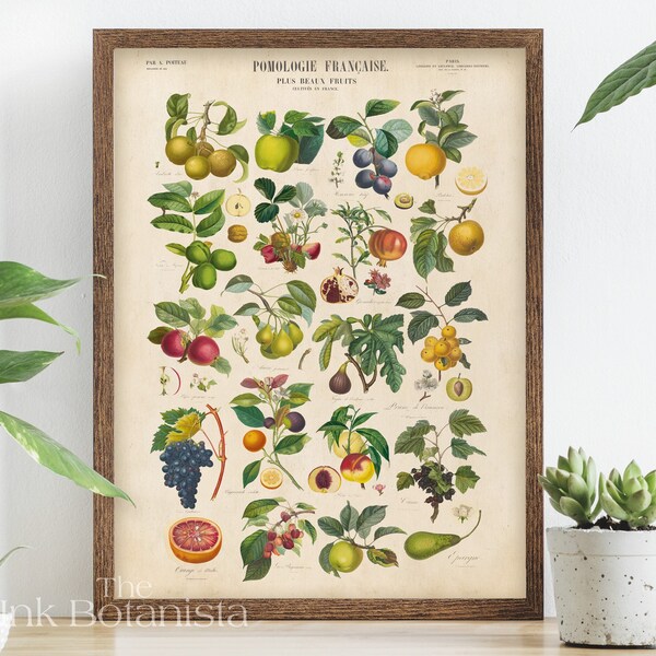 Fruit Poster - Etsy UK
