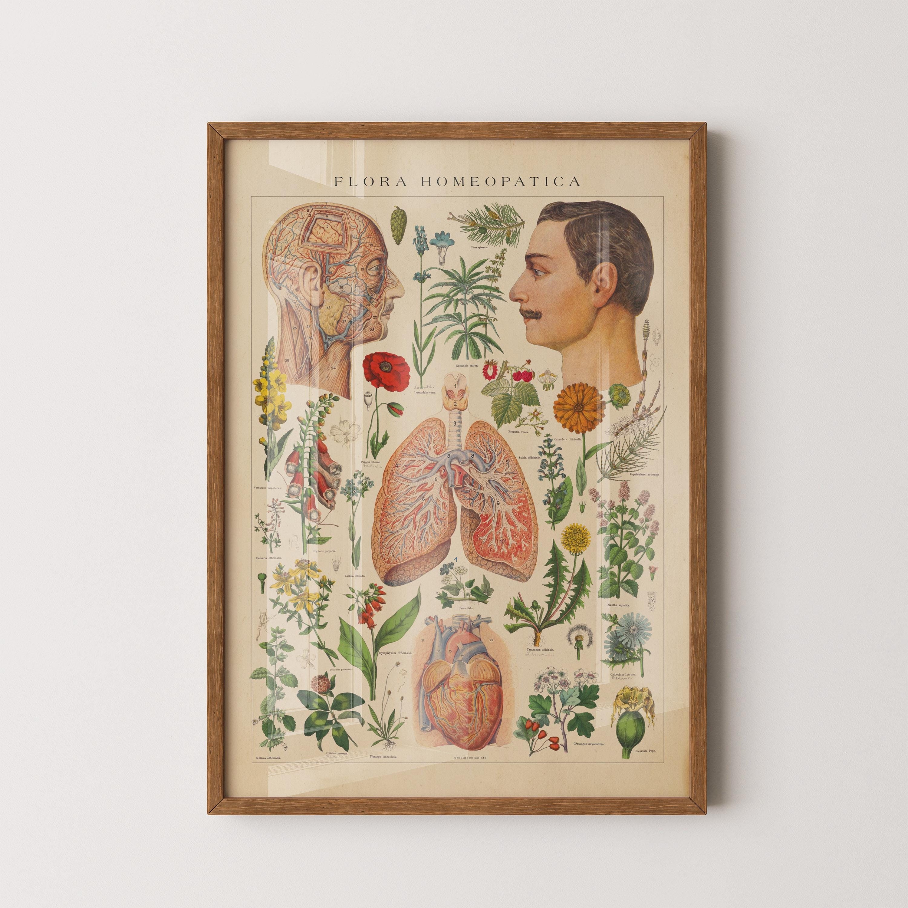Vintage Flora Homeopathica Print – Healing Plants and Anatomy Chart - Etsy
