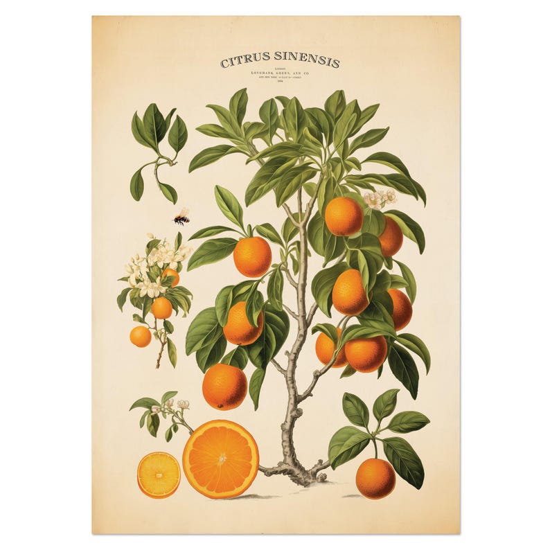 Vintage Orange Tree Print: Botanical Citrus Illustration, Farmhouse ...