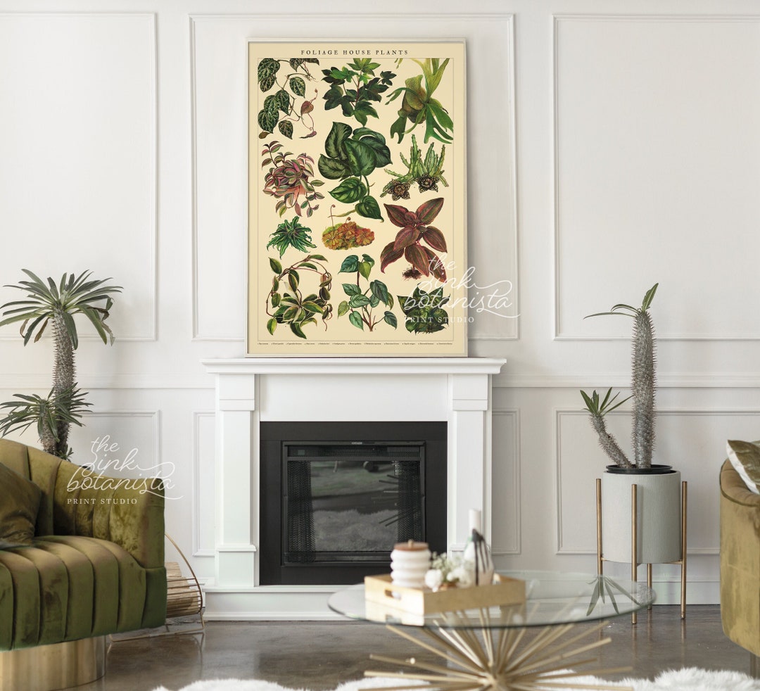 House Plants Botanical Print Poster, Vintage Style Plant Chart, Antique ...