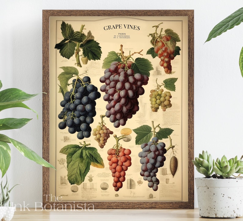 Vintage Grape Types Chart Grape Vines Print Wine Making - Etsy