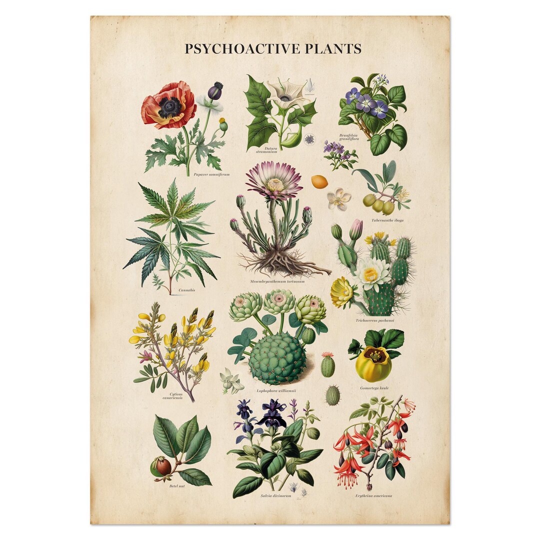 Psychoactive Plants Print - Etsy