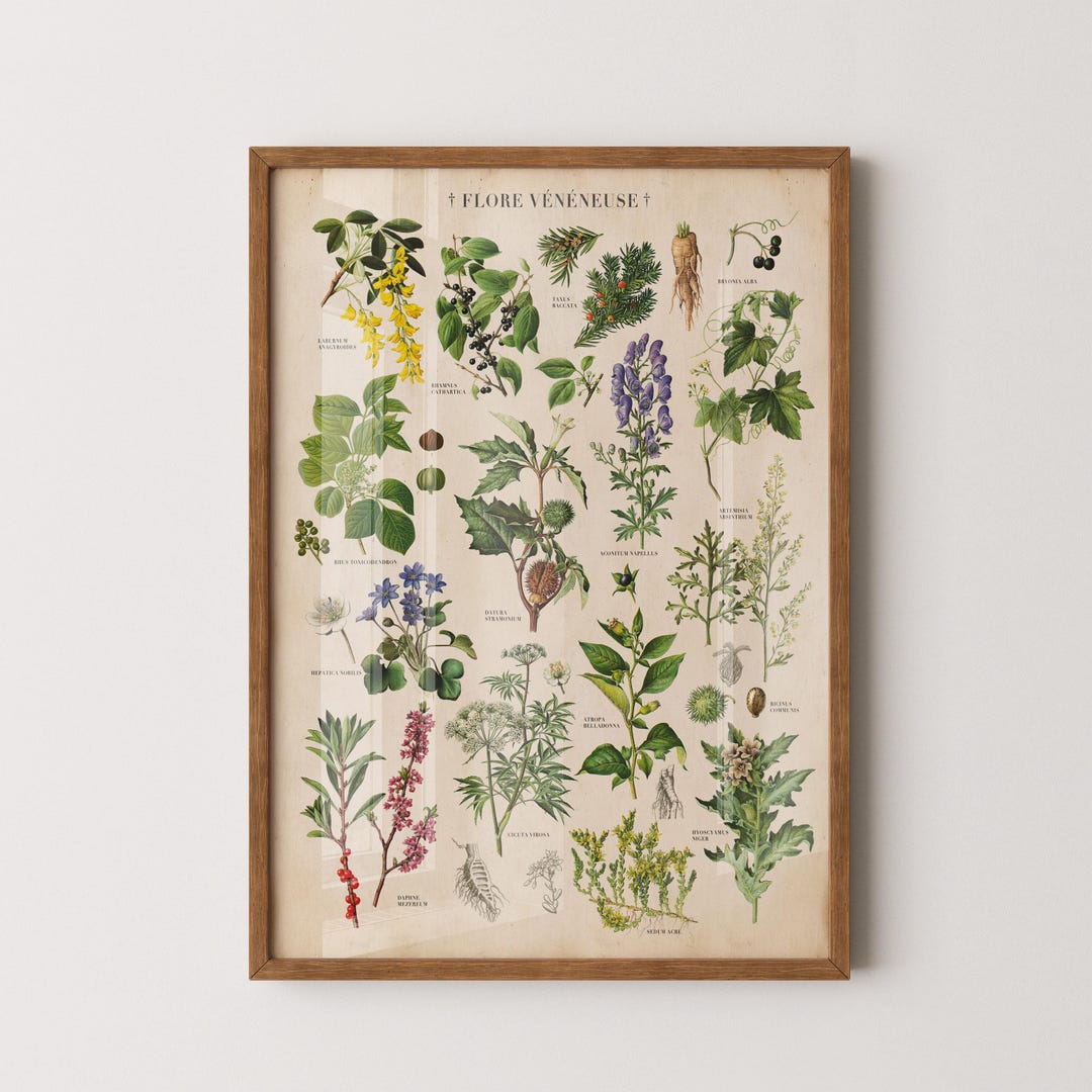 Vintage Poisonous Plants Poster: Antique Botanical Print - Etsy