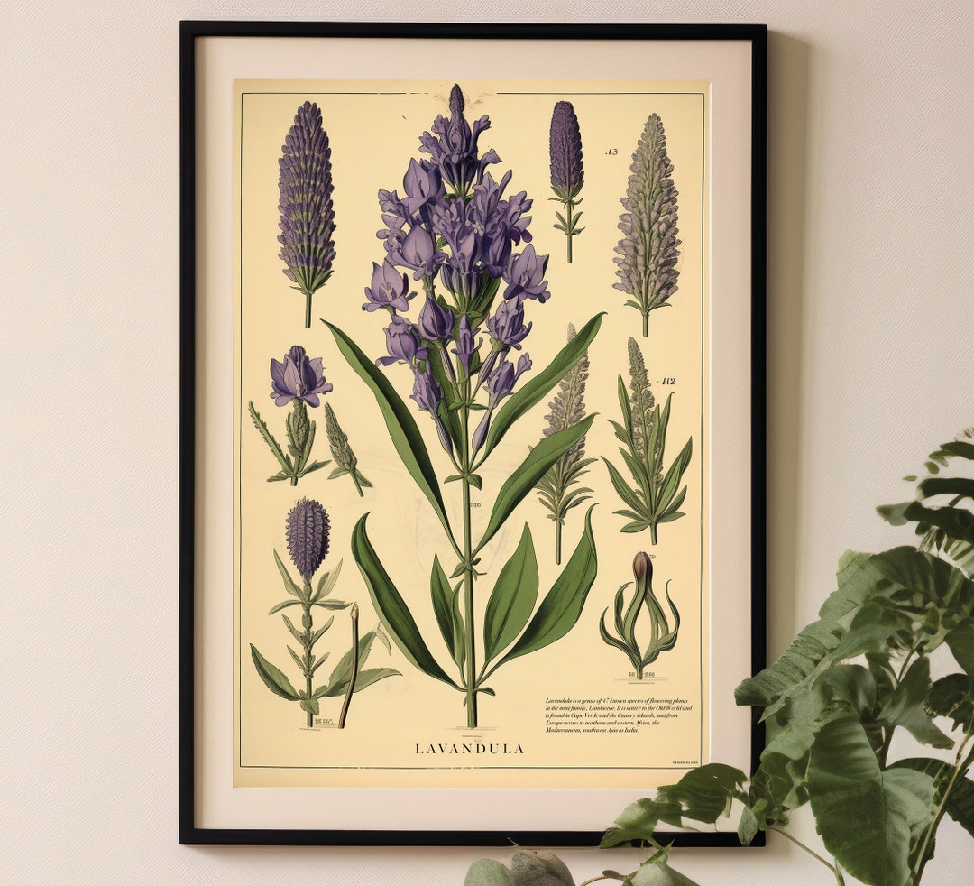 Vintage Lavender Chart, Purple Flowers Print, Old Botanical Poster ...