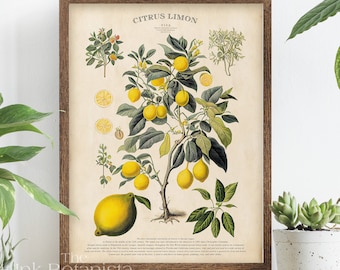 Lemon Tree - Etsy