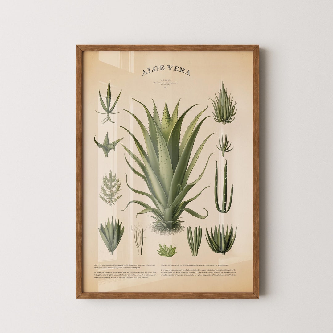 Vintage Aloe Vera Print, Botanical Plant Poster - Etsy