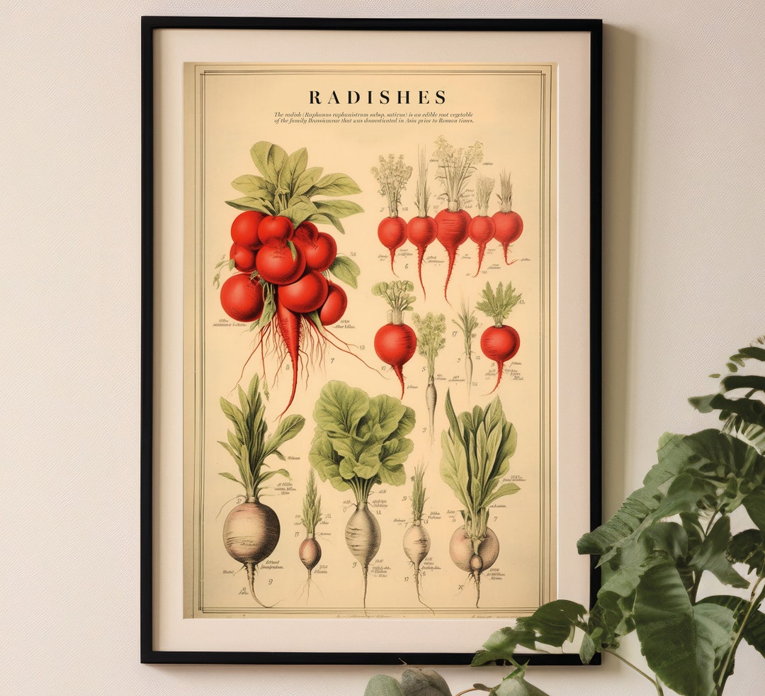 Vintage Radishes Chart Print, Kitchen Botanical Print, Vegetable Chart ...
