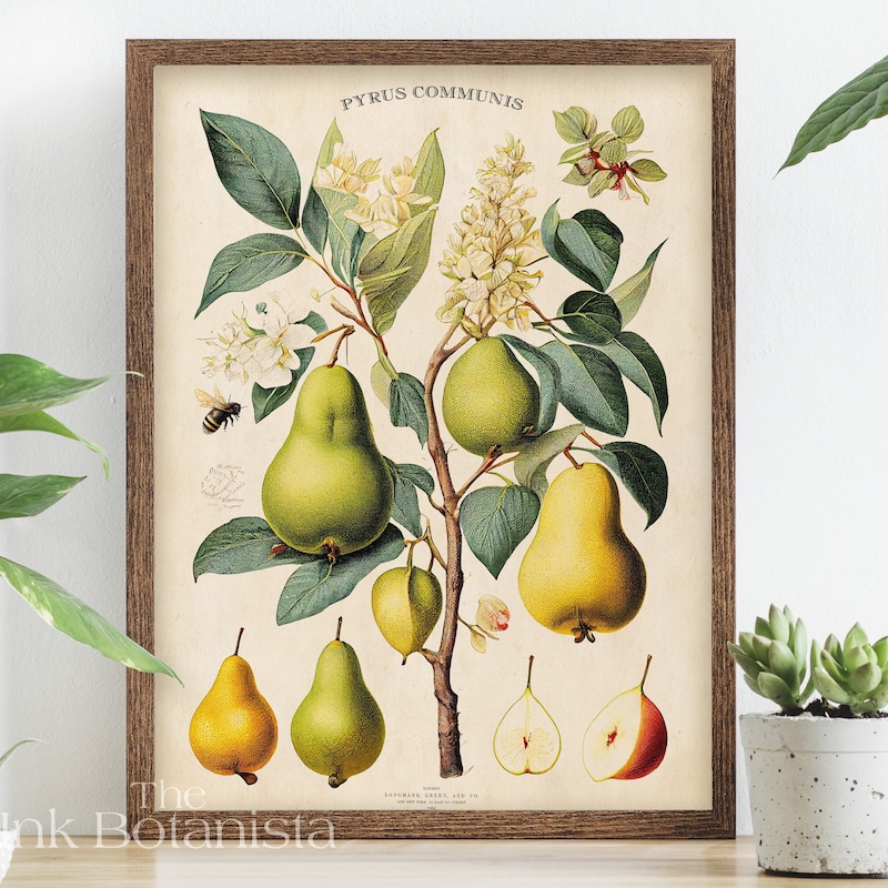 Pear Kitchen - Etsy