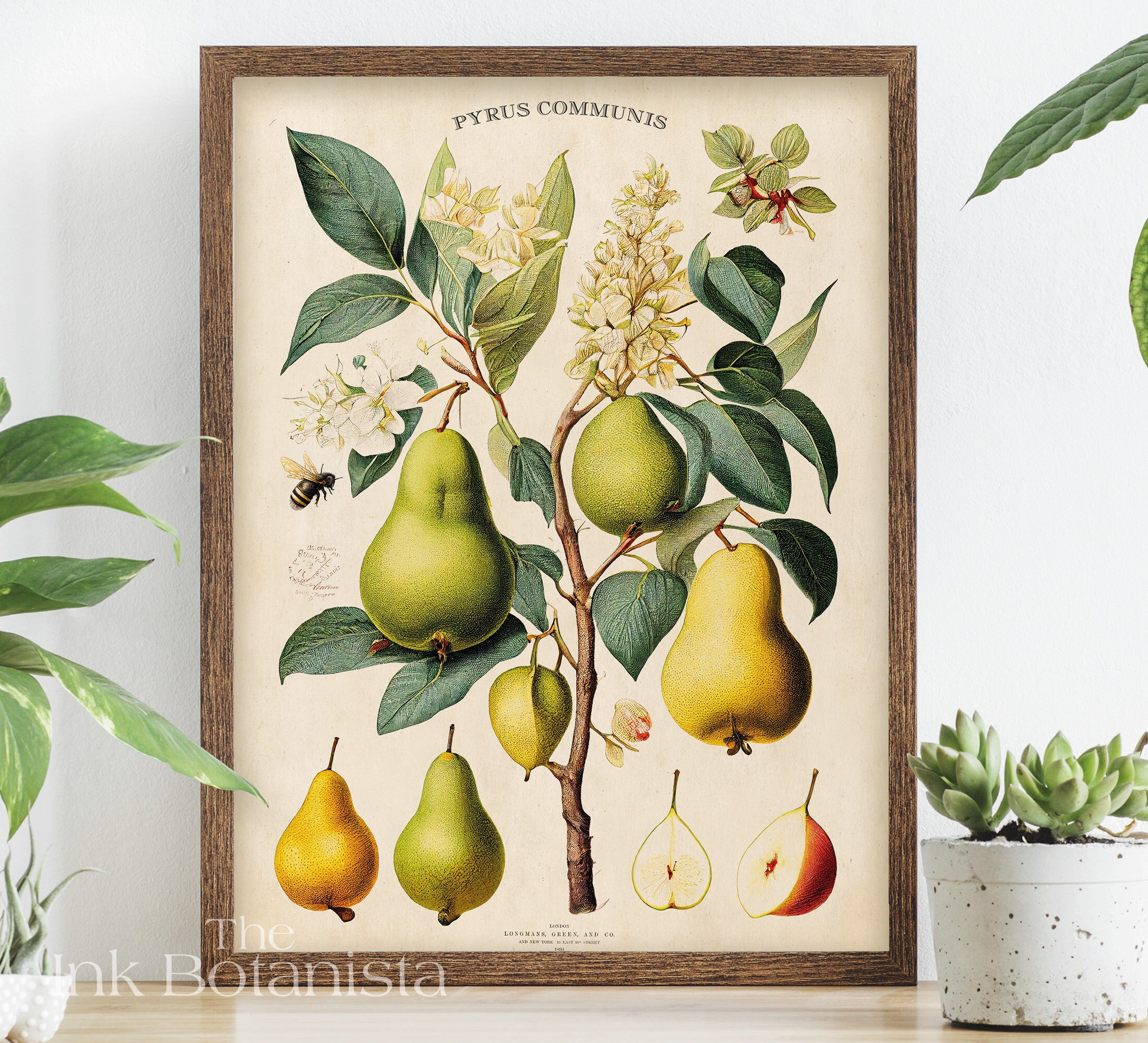 Vintage Pear Print, Fruit Poster, Botanical Poster, Kitchen Wall Art ...