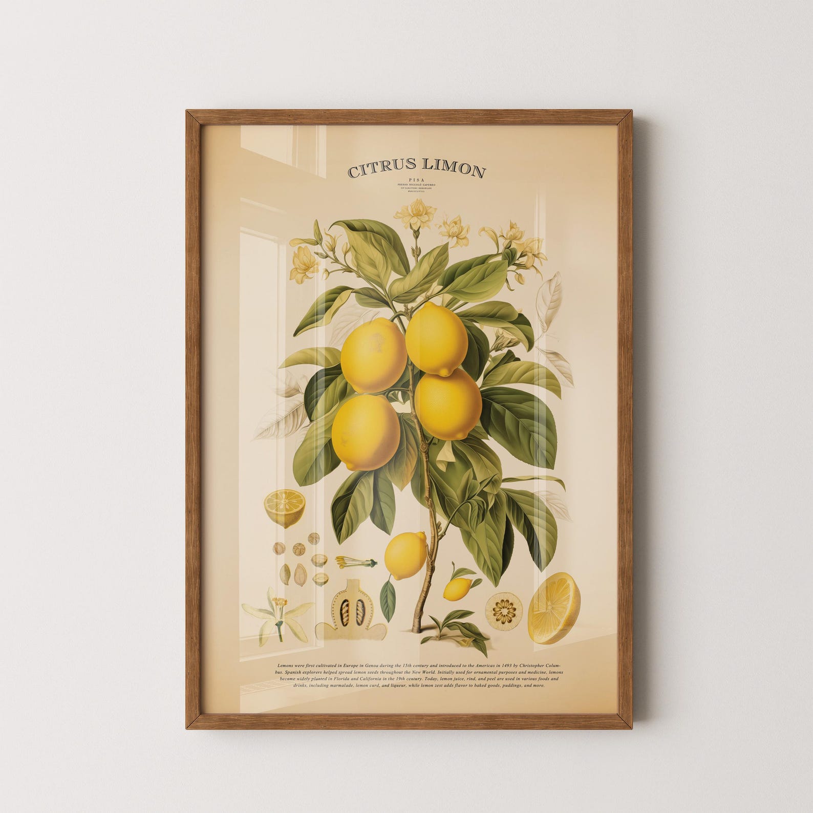Citrus Limon Vintage Botanical Chart Print - Lemon Tree With Fruit Wall ...