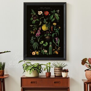 Vintage Medicinal Plants Print, Homeopathic Plants, Botanical Poster ...