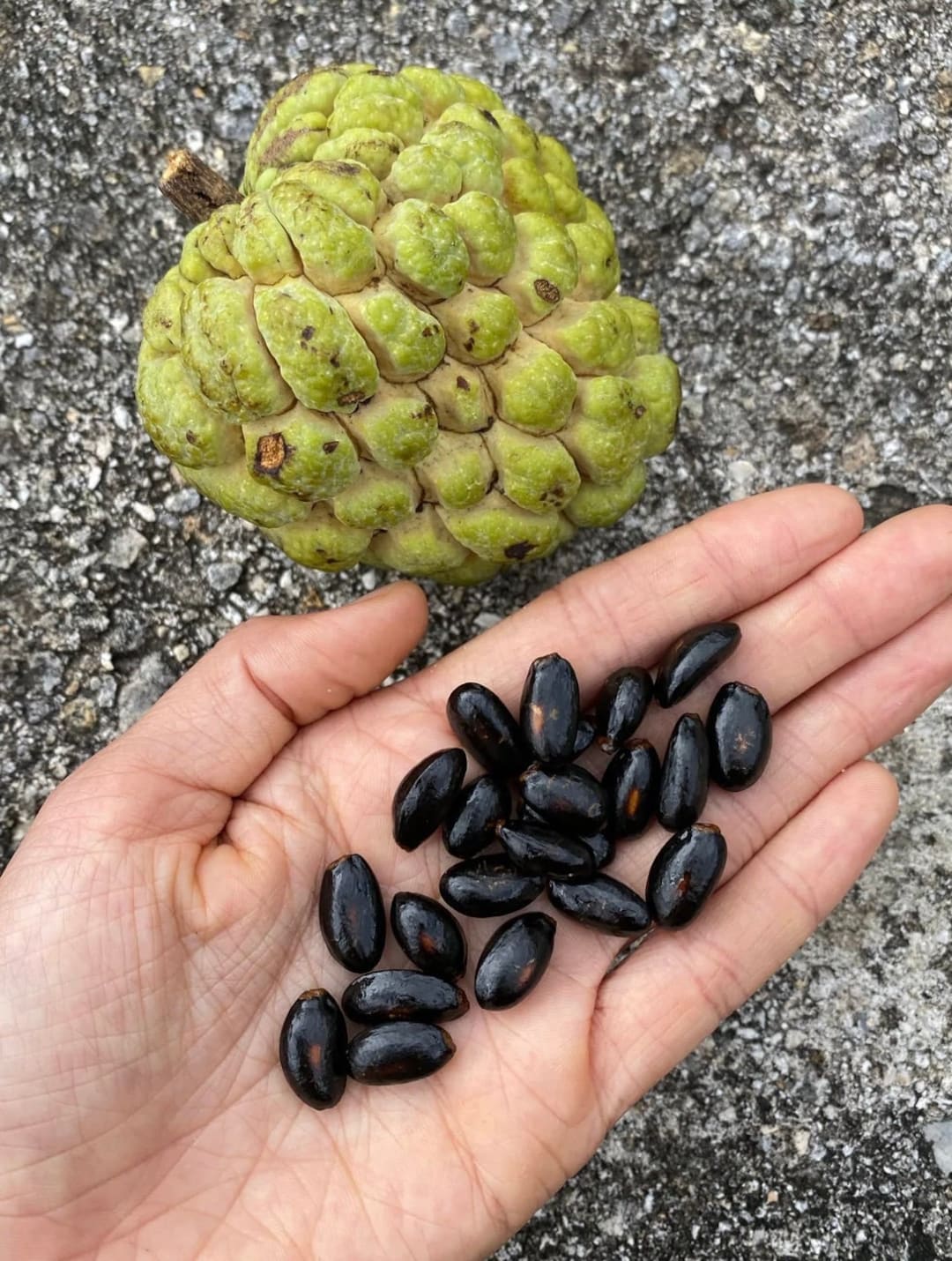 Annona Squamosa - Green Sugar Apple, Custard Apple, Sweet Sop Seeds - Etsy