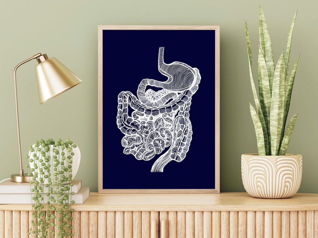 24x36" Hand Drawn Stomach Poster Digital Download | Unique Gift Ideas ...