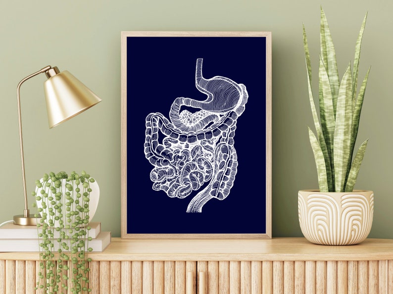 24x36 Hand Drawn Stomach Poster Digital Download - Etsy