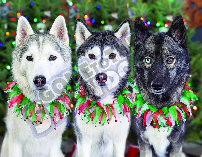 2024 Pawtographed Gone to the Snow Dogs Calendar - Etsy