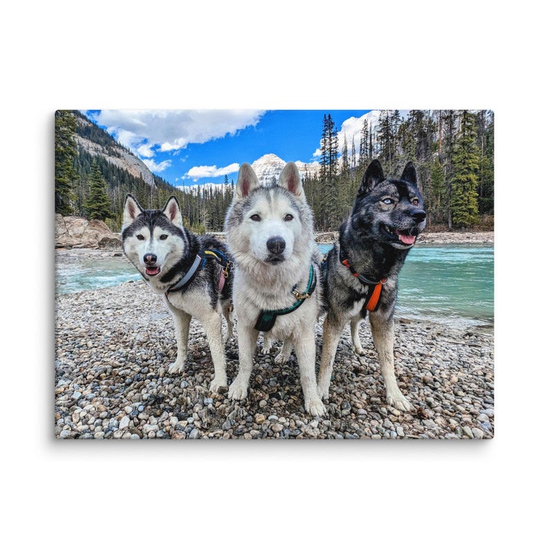Siberian Huskies in Yoho National Park in Canada! - Etsy