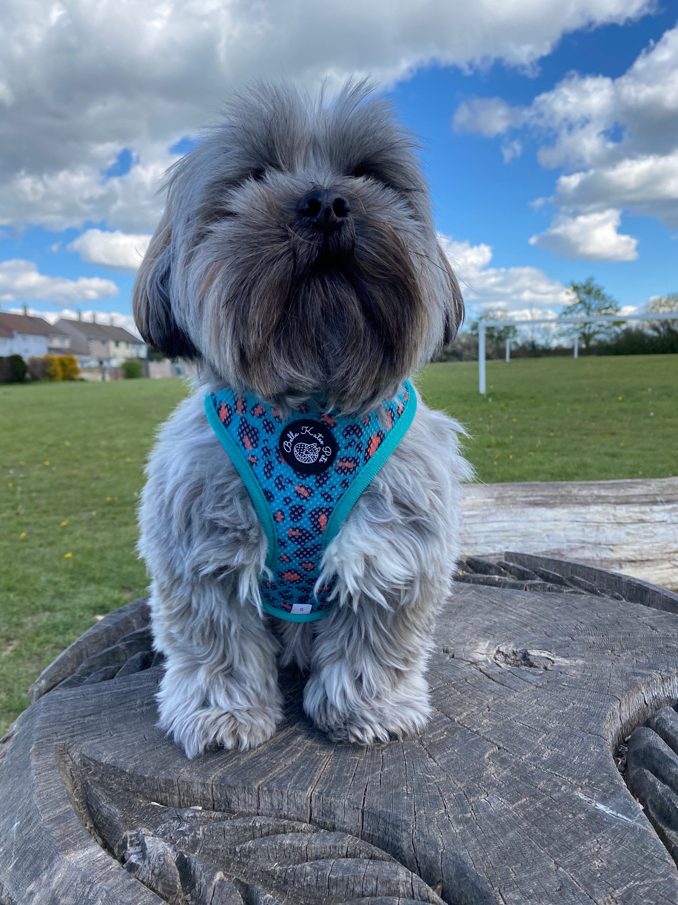 Galactasuraus Reversible Harness / Dinosaurs / Space / Leopard - Etsy