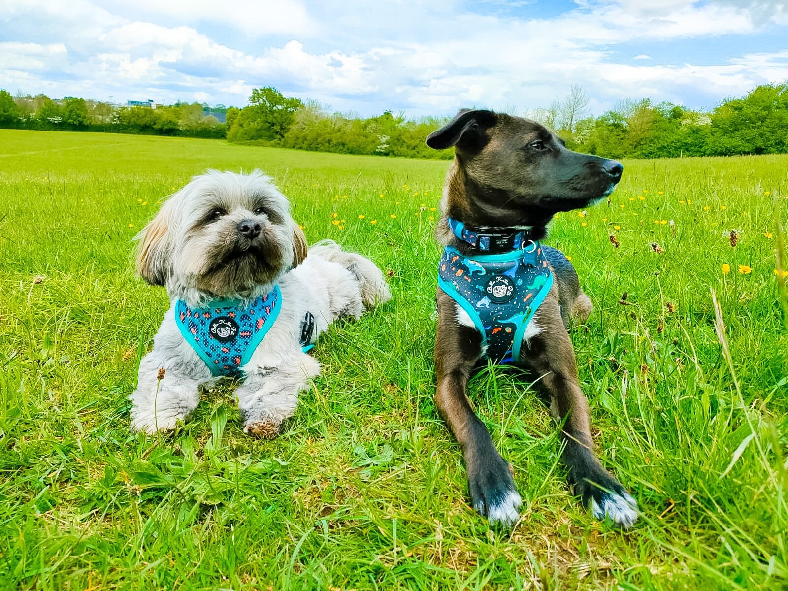 Galactasuraus Reversible Harness / Dinosaurs / Space / Leopard - Etsy