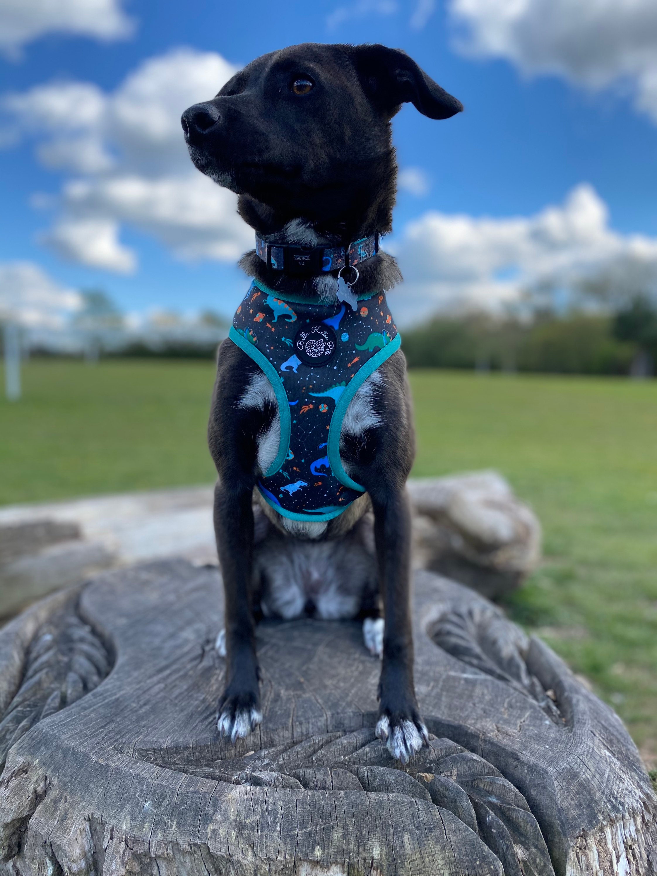 Galactasuraus Reversible Harness / Dinosaurs / Space / Leopard - Etsy