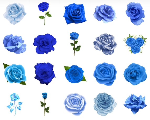 Blue Rose Flower Clip Art Blue Rose PNG Images CleanPNG
