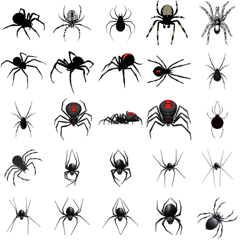 25 Images: Spider, Bud, Insect Clipart/png ONLY Bundle, Digital ...