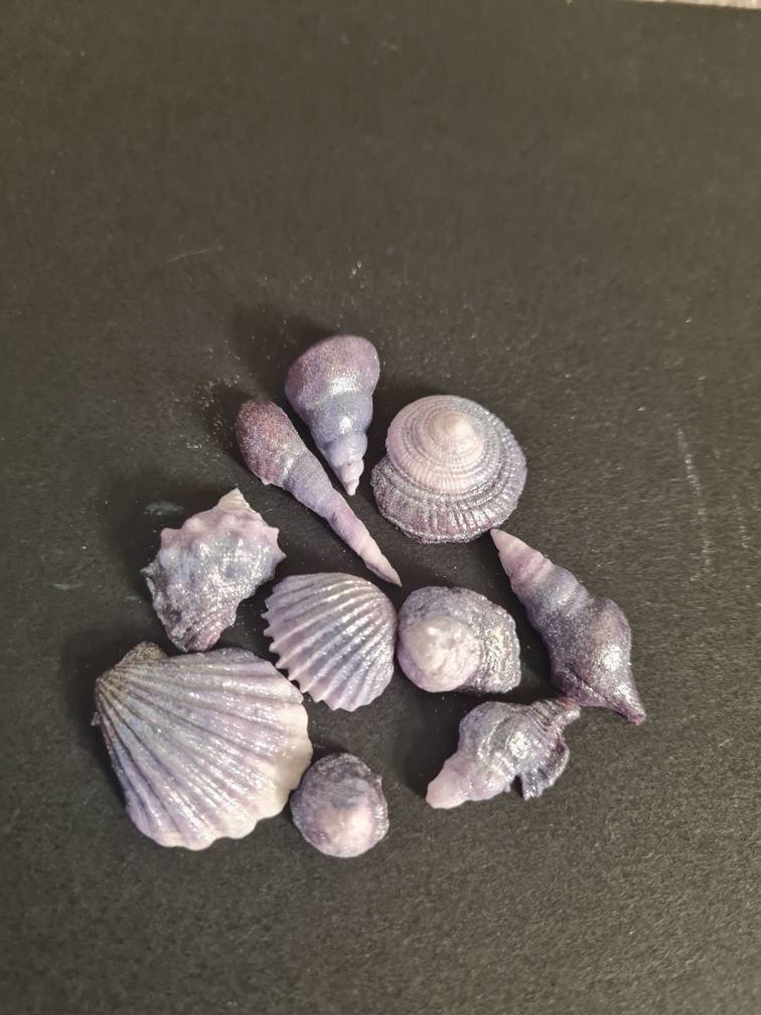 Purple Sea Shells - Etsy