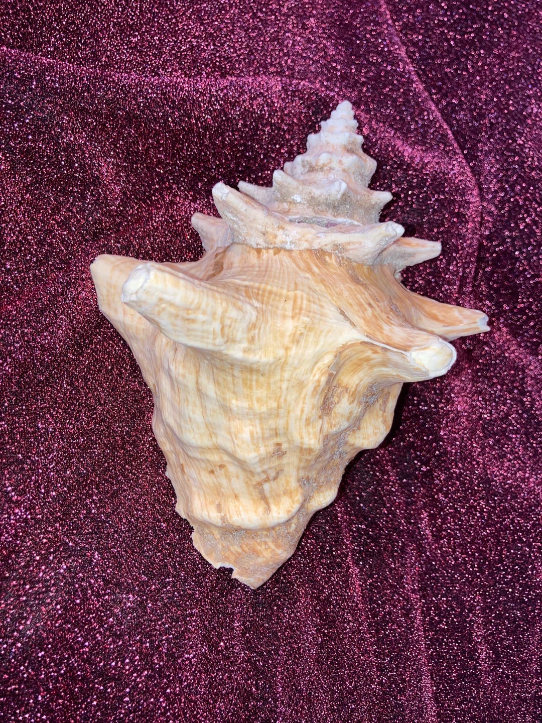 Bahama Pink Conch Shell - Etsy