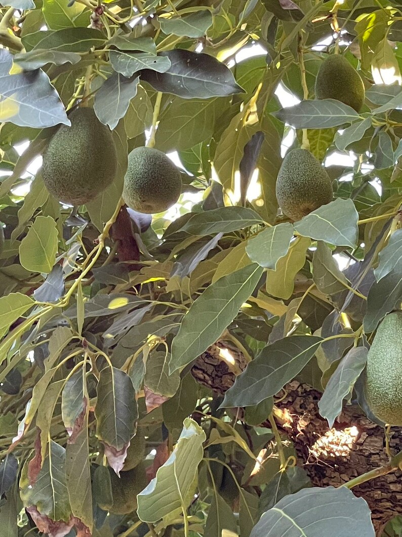Fresh Garden/home Grown Smooth Skin Avocado (6 Counts) - Etsy