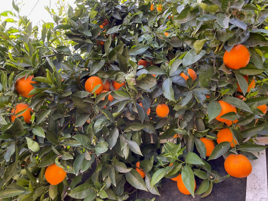 Fresh Home/garden Grown California Oranges (fruit) - 5lbs (8-10 Counts ...