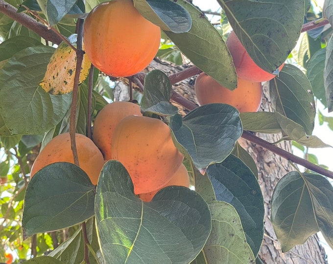 Huge Fresh Tree-grown Persimmons (fruit) - 5lbs (7-10 Counts) - Etsy